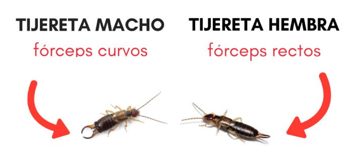 Tijeretas - Fumigación y Desratización Puerto Varas - FUMIPLAG ...