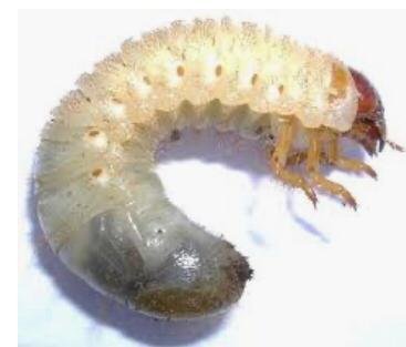 Gusano blanco – Fumigación y Control de Plagas, Puerto Varas | Fumiplag ...